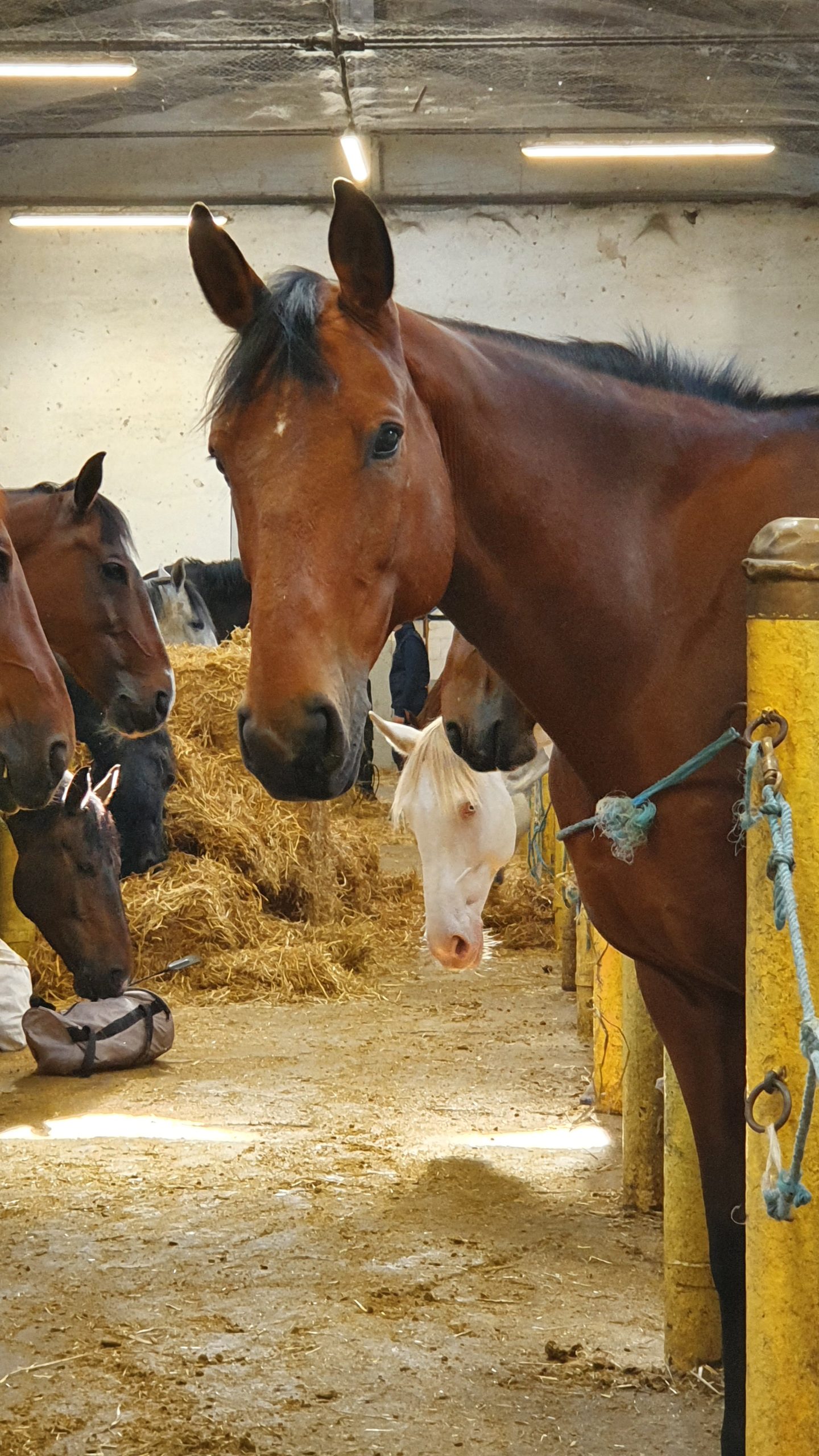 Rentrée 2023 : Equitation en 2nde GT - Carcado Saisseval